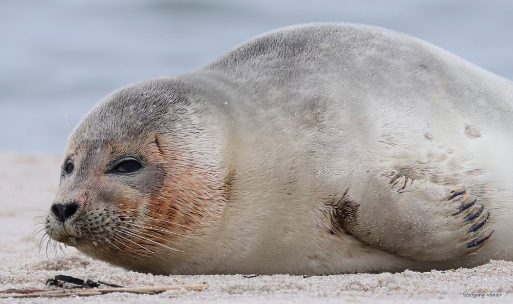 Robbe Foto & Bild | tiere, wildlife, säugetiere Bilder auf fotocommunity