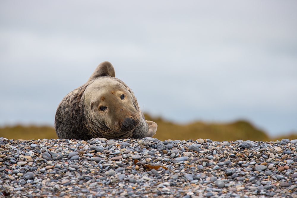 Robbe Foto & Bild | tiere, wildlife, säugetiere Bilder auf fotocommunity
