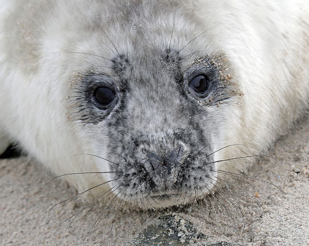 Robbe -6- Junge Kegelrobbe Foto & Bild | tiere, wildlife, säugetiere ...