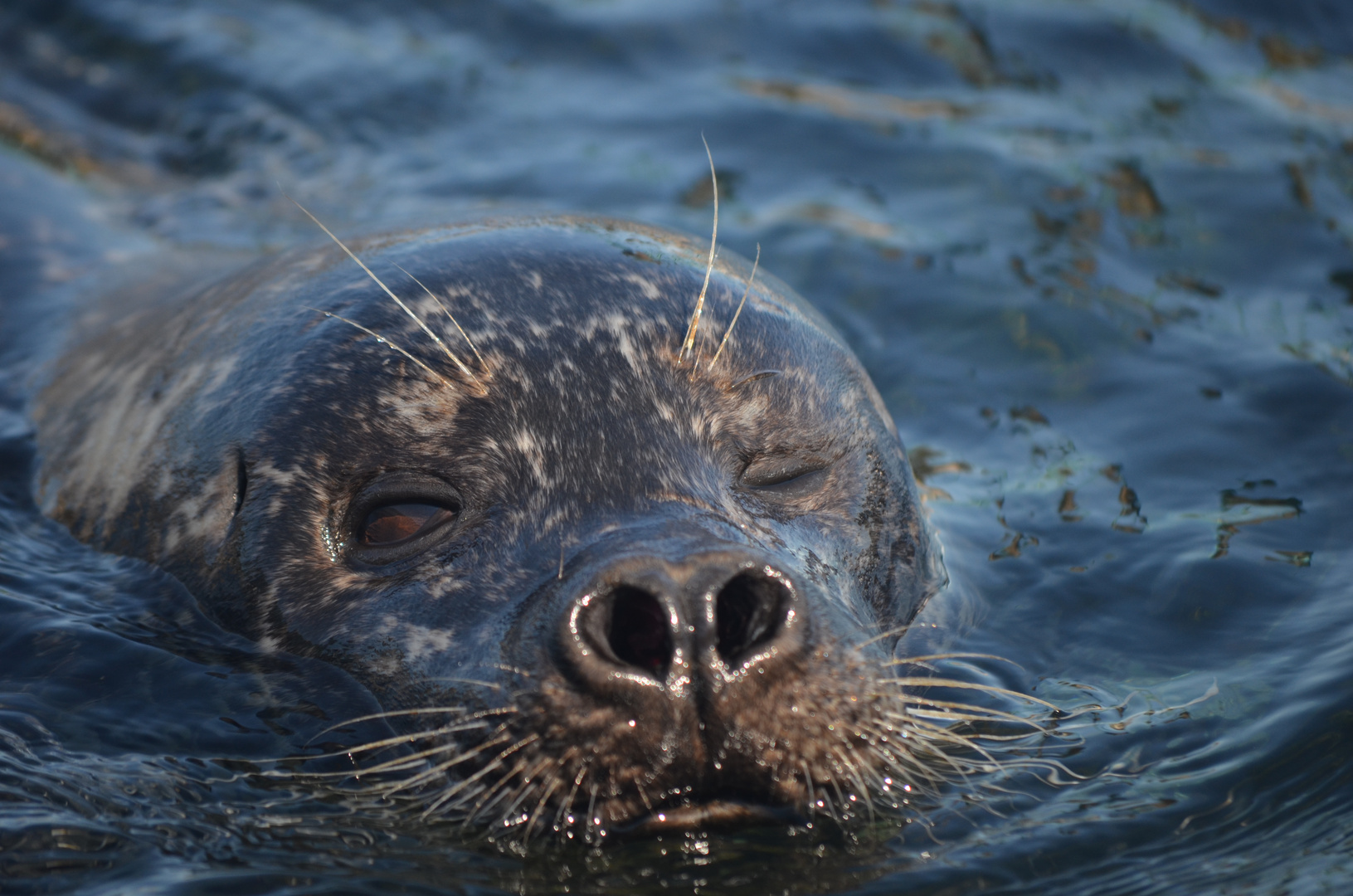 Robbe Foto & Bild | natur, see, säugetiere Bilder auf fotocommunity