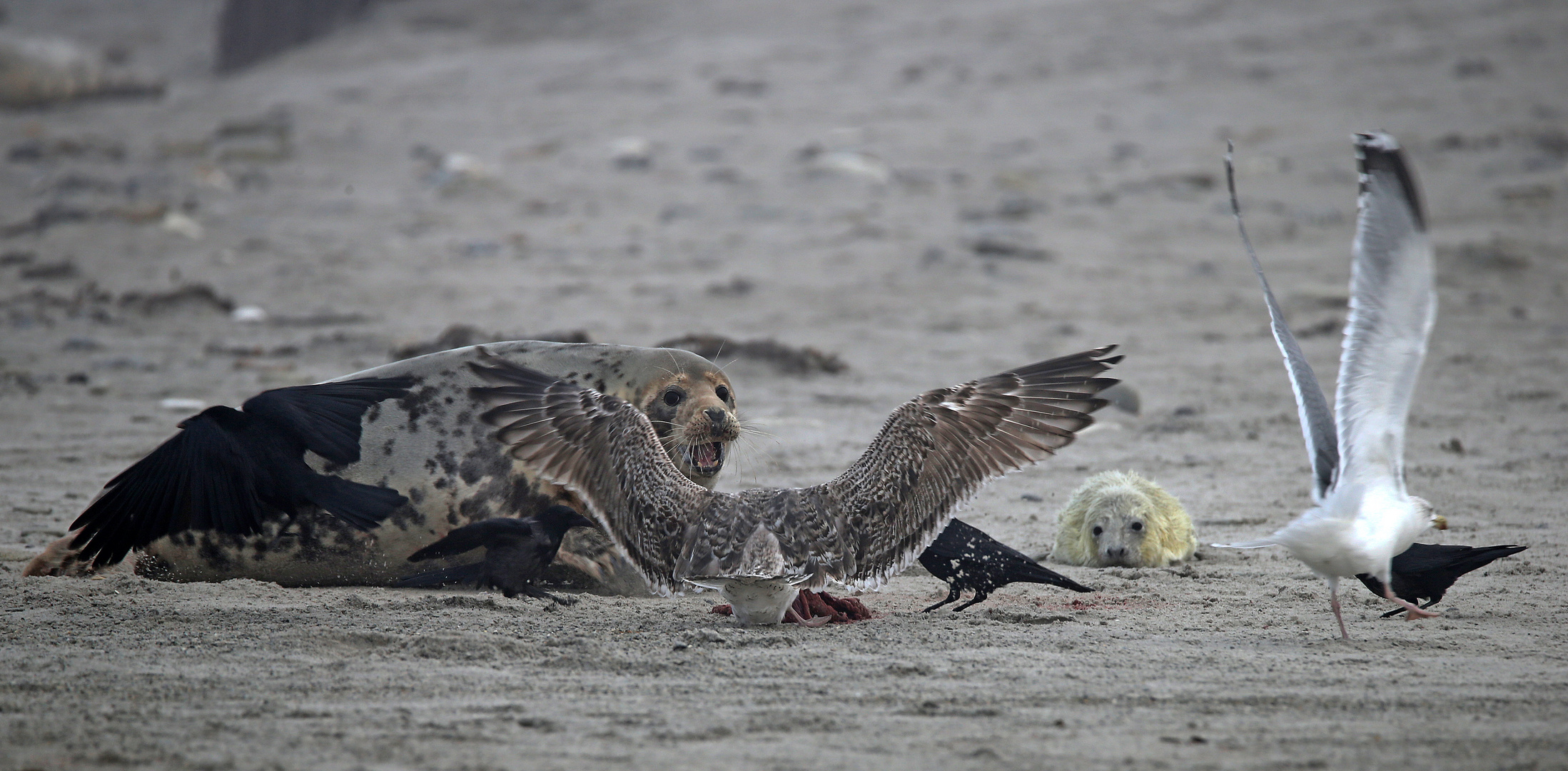 Robbe -8- Foto & Bild | natur, tiere, wildlife Bilder auf fotocommunity