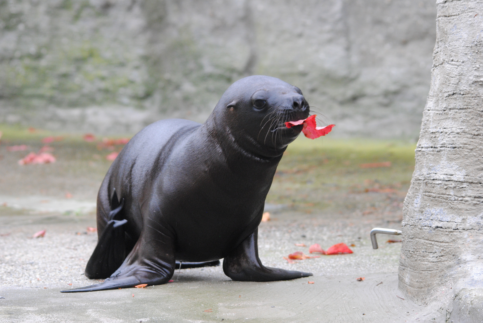 Robbe Foto & Bild | tiere, zoo, wildpark & falknerei, säugetiere Bilder ...