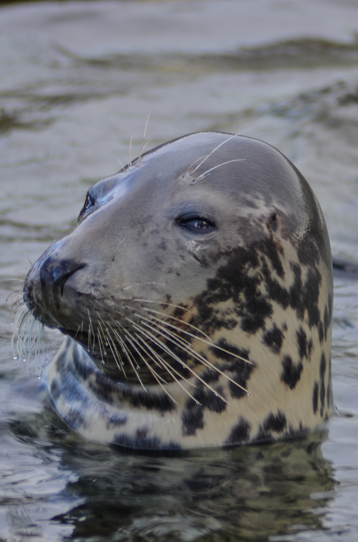 Robbe Foto & Bild | tiere, zoo, wildpark & falknerei, säugetiere Bilder ...