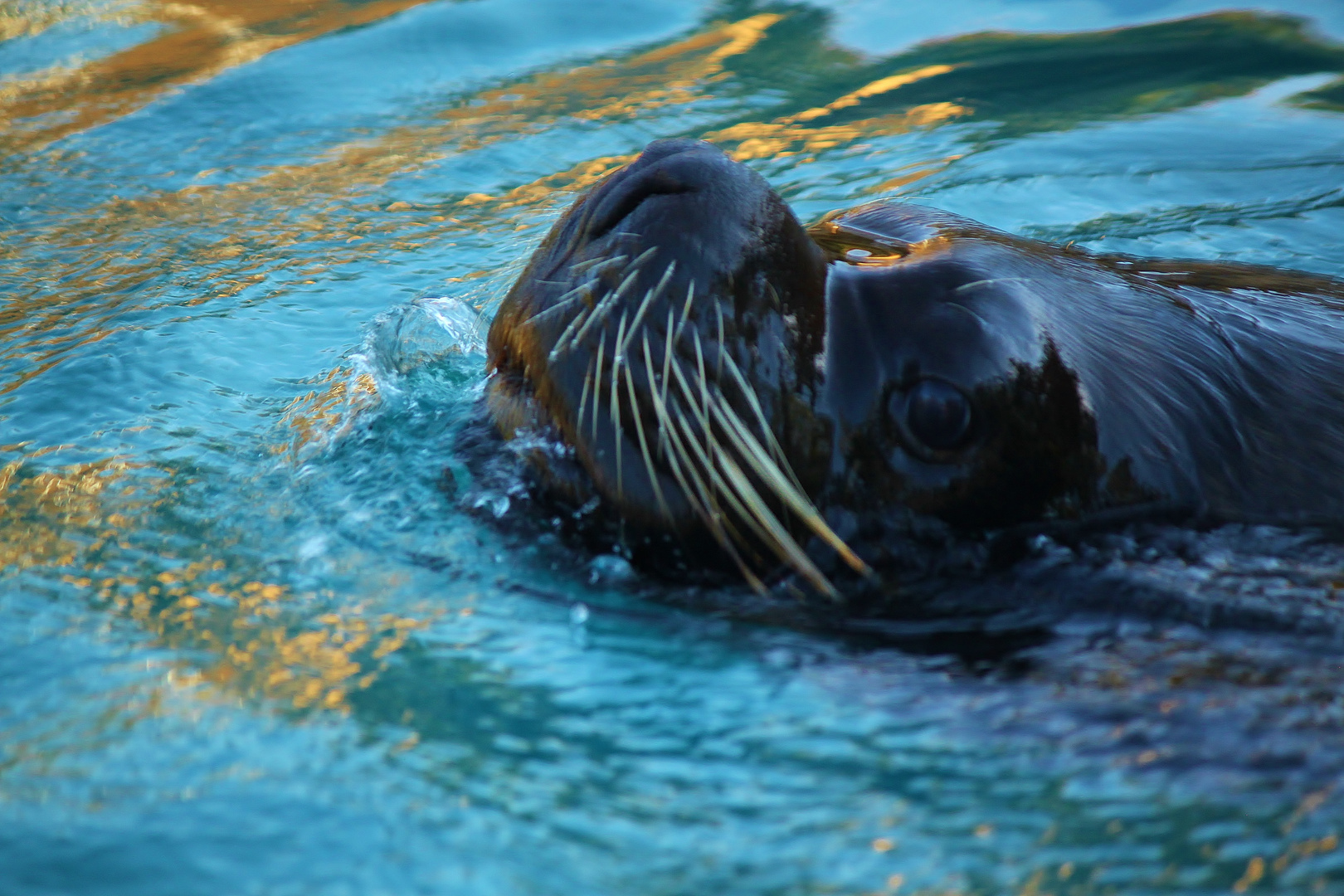 Robbe Foto & Bild | fotos, natur, zoo Bilder auf fotocommunity