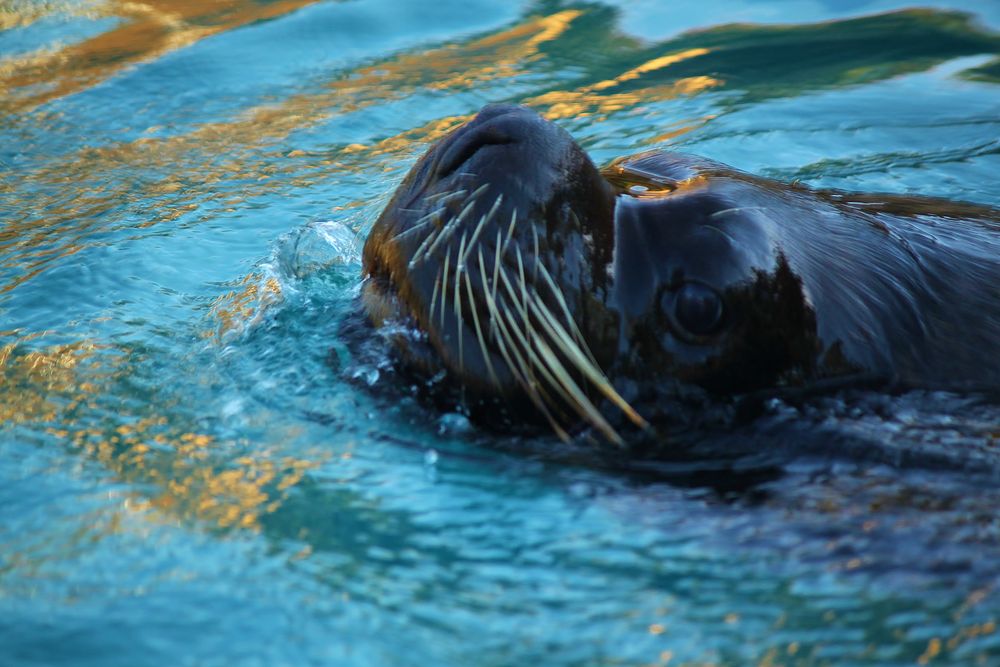 Robbe Foto & Bild | fotos, natur, zoo Bilder auf fotocommunity