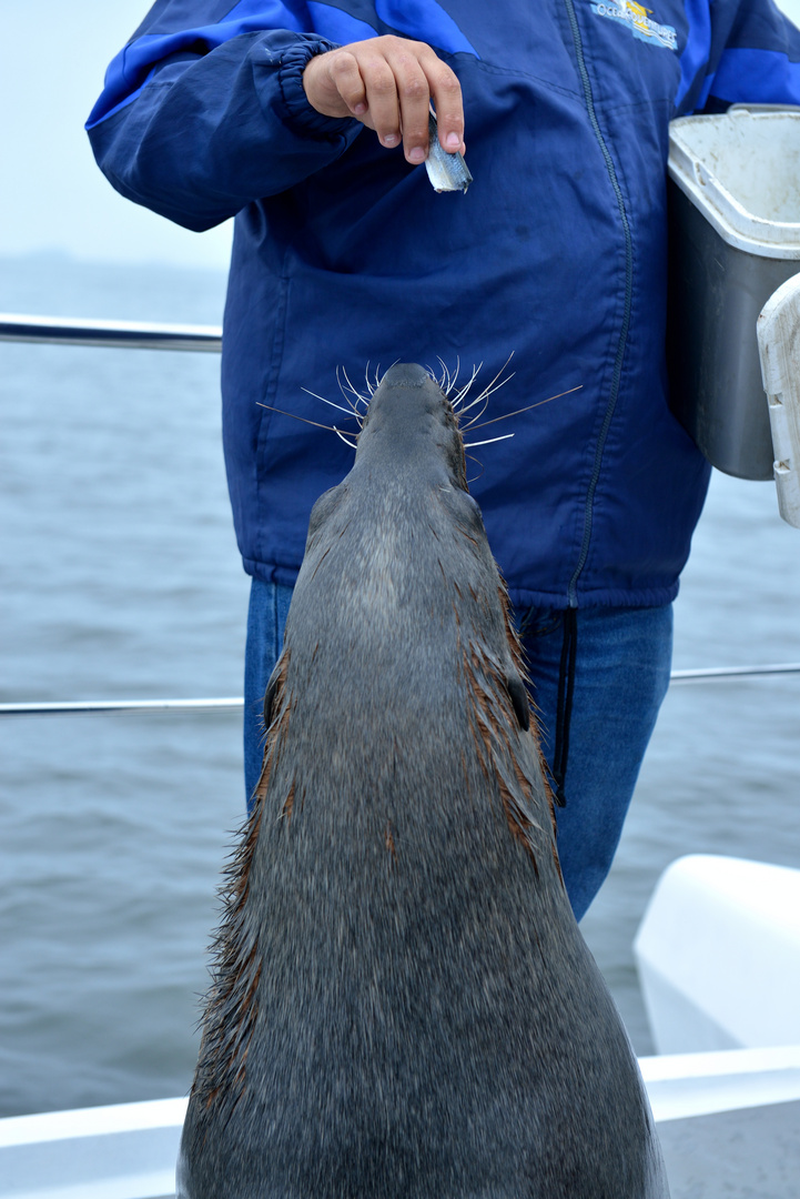 Robbe an Bord 01 Foto & Bild | africa, southern africa, namibia Bilder ...