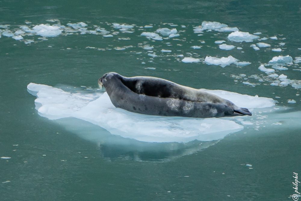 Robbe auf Eis Foto & Bild | north america, tiere, wildlife Bilder auf ...