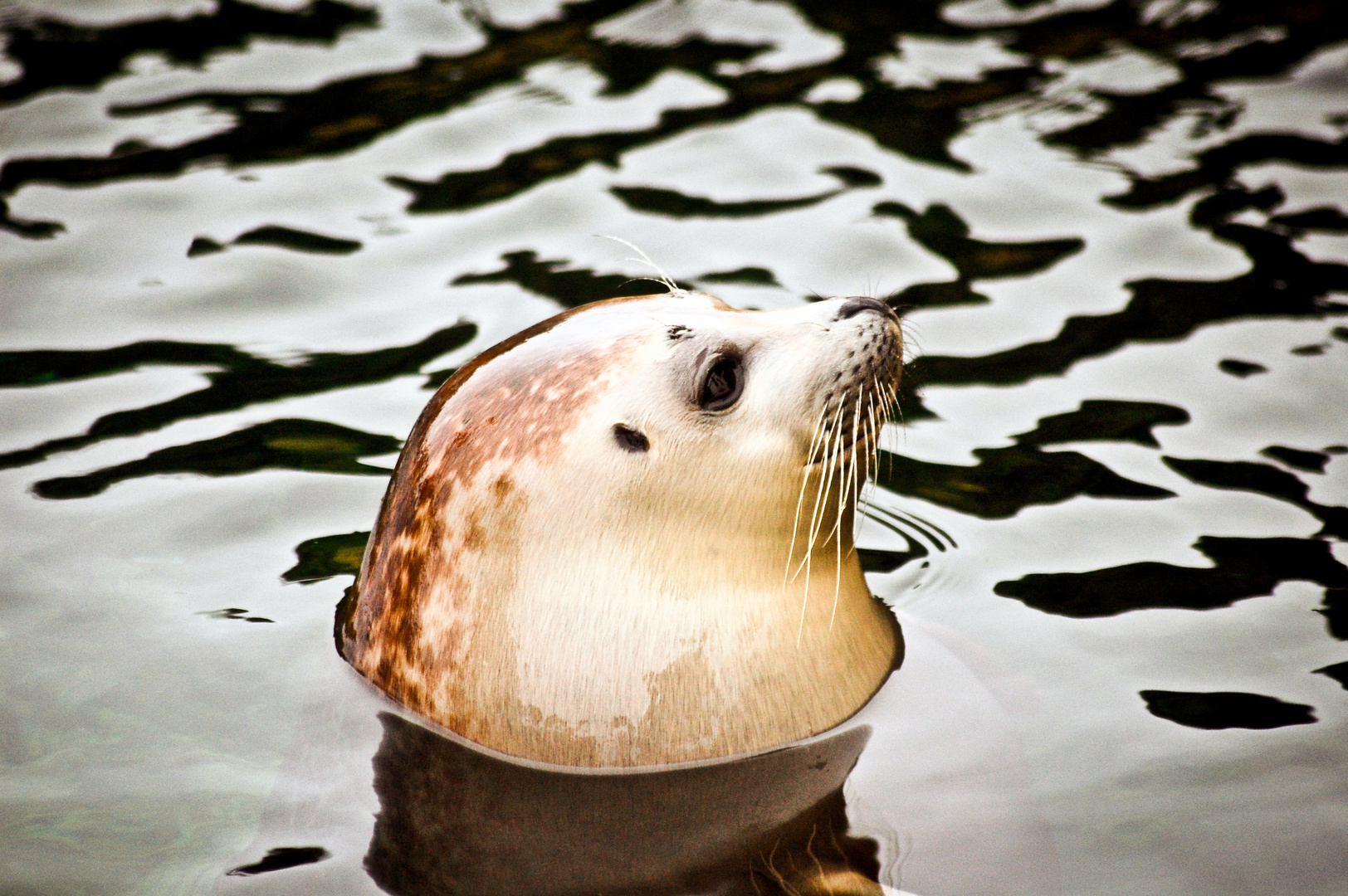 Robbe Foto & Bild | tiere, wildlife, säugetiere Bilder auf fotocommunity