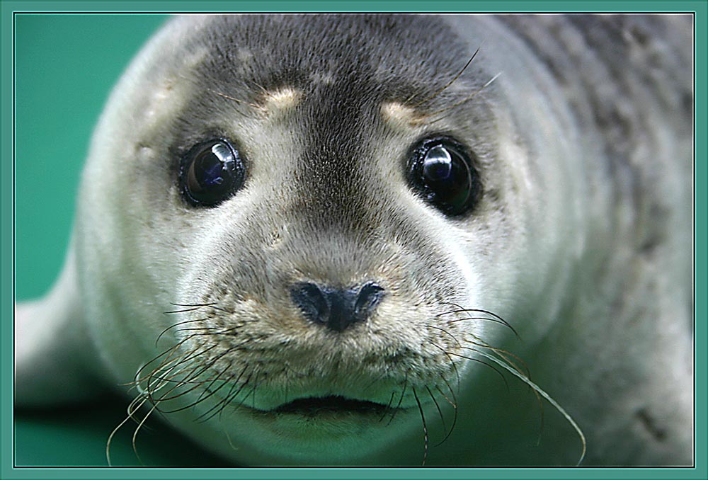 ROBBE||||| Foto & Bild | tiere, zoo, wildpark & falknerei, säugetiere ...