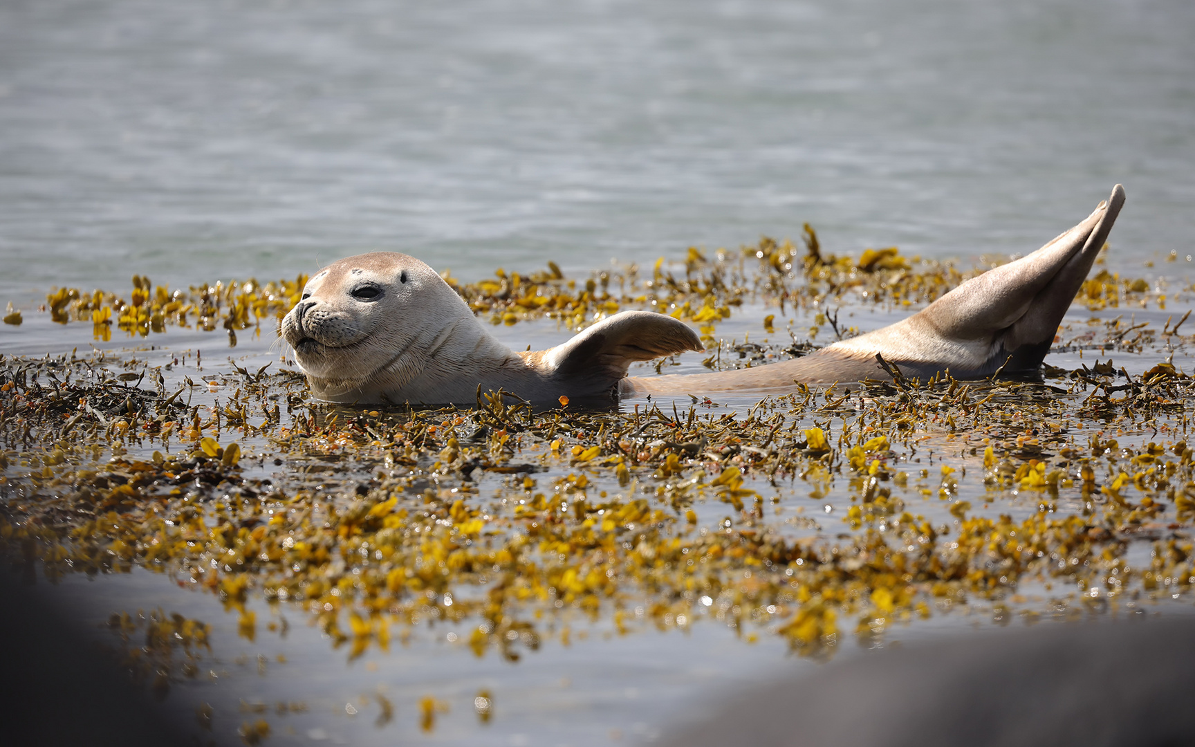 Robbe chillen Foto & Bild | tiere, wildlife, säugetiere Bilder auf ...