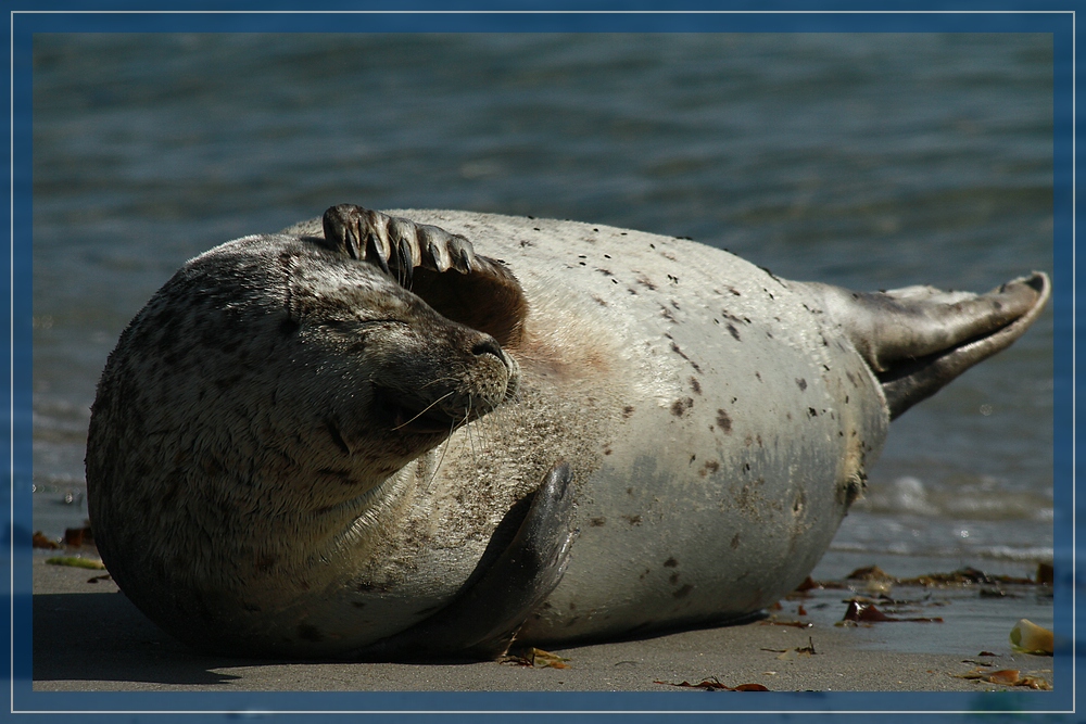 Robbe im Kreis Pinneberg am Strand Foto & Bild | tiere, wildlife ...