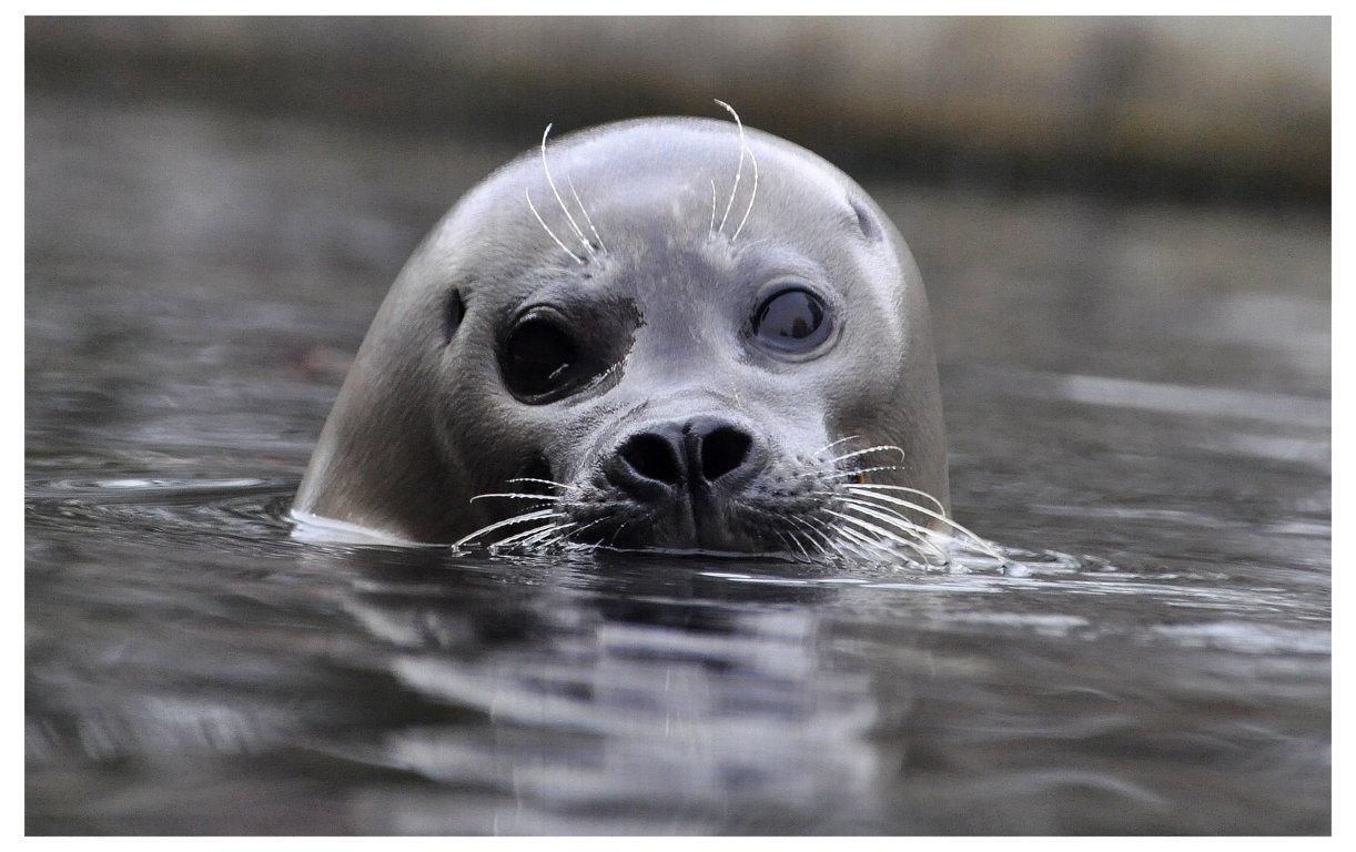 Robbe im Zoo Karlsruhe Foto & Bild | tiere, zoo, wildpark & falknerei ...