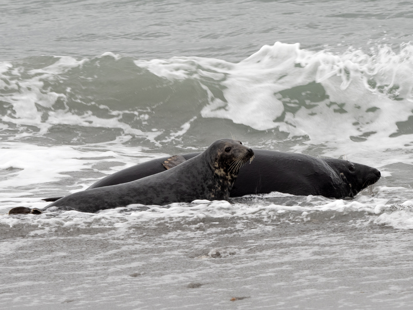 Robben-2 Foto & Bild | deutschland, europe, schleswig- holstein Bilder ...
