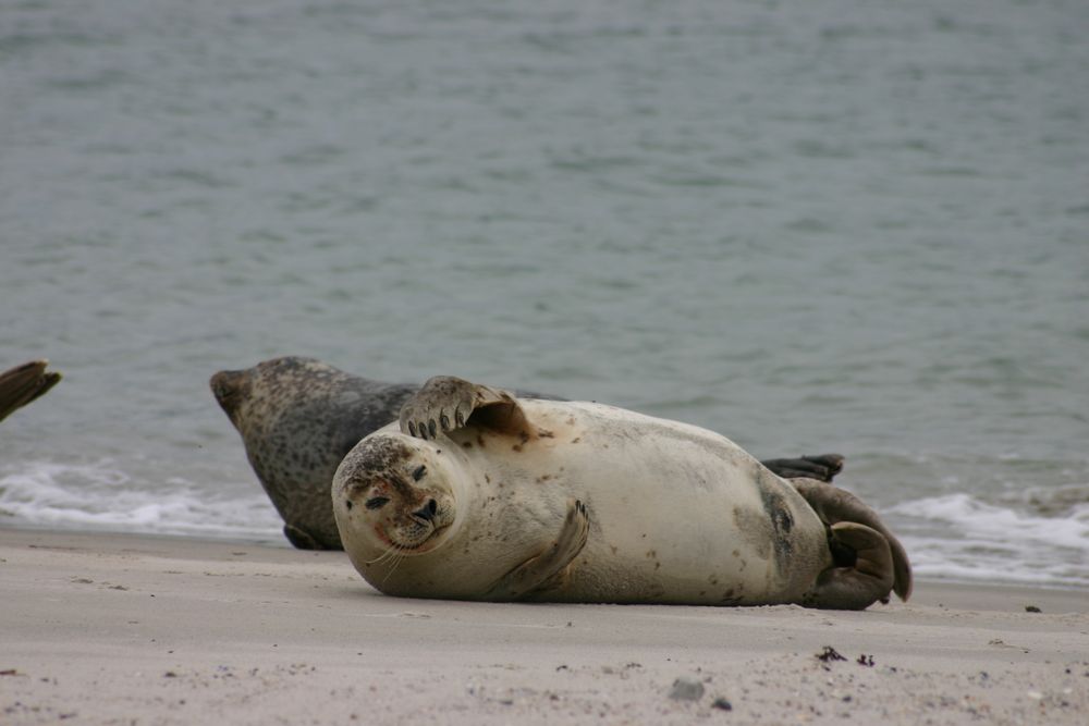 Robben Foto & Bild | wildlife, natur Bilder auf fotocommunity