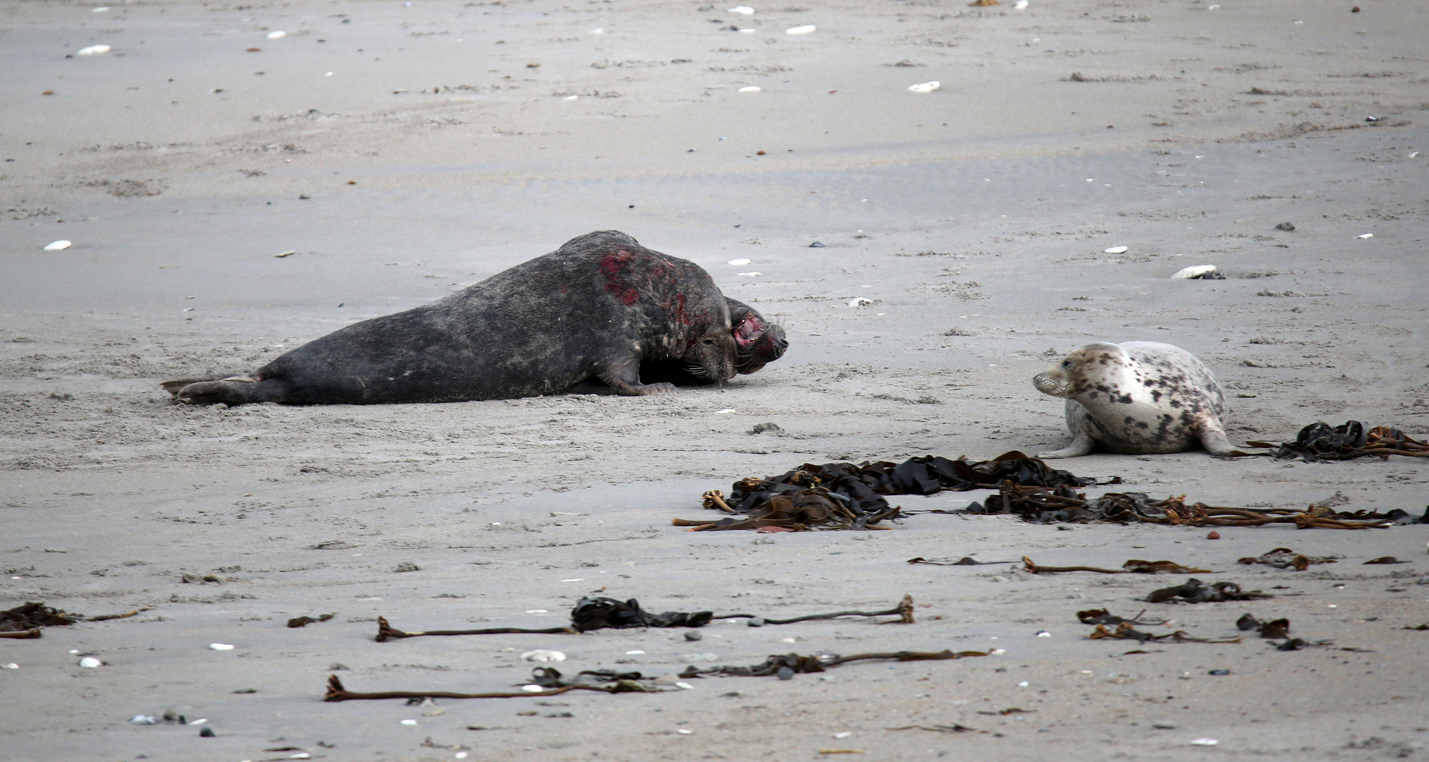 Robben Kampf der Bullen -1- Foto & Bild | natur, tiere, wildlife Bilder ...