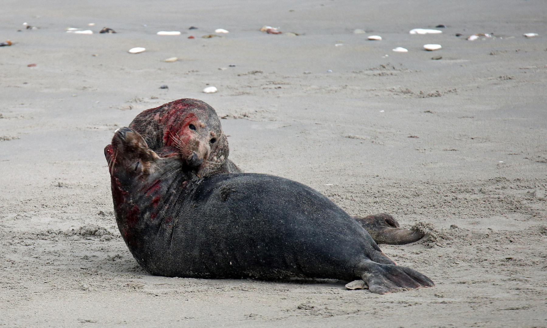 Robben Kampf der Bullen -2- Foto & Bild | natur, tiere, wildlife Bilder ...