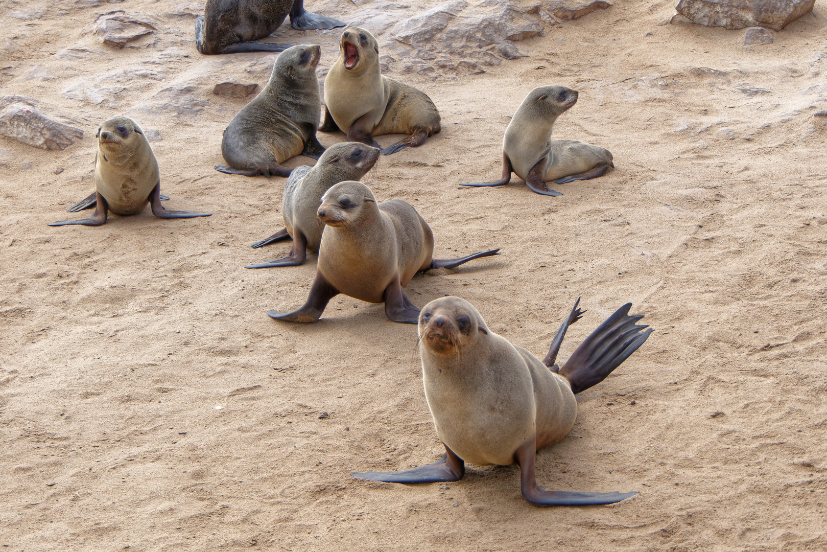 Robben_1 Foto & Bild | africa, southern africa, namibia Bilder auf ...