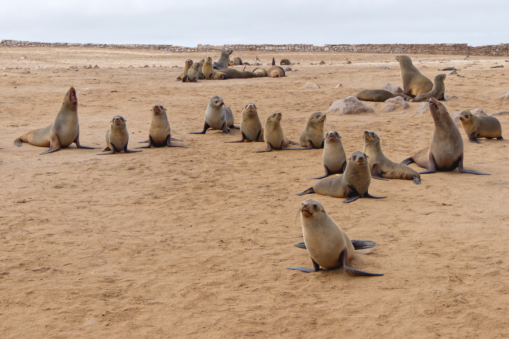 Robben_2 Foto & Bild | africa, southern africa, namibia Bilder auf ...