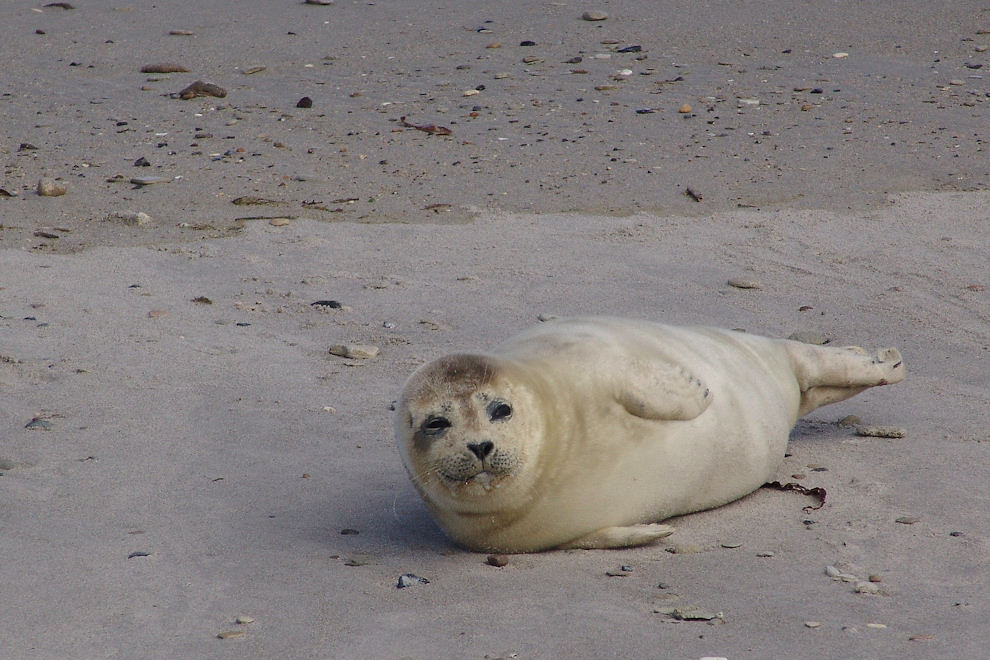 Robbenbaby Foto & Bild | tiere, wildlife, säugetiere Bilder auf ...