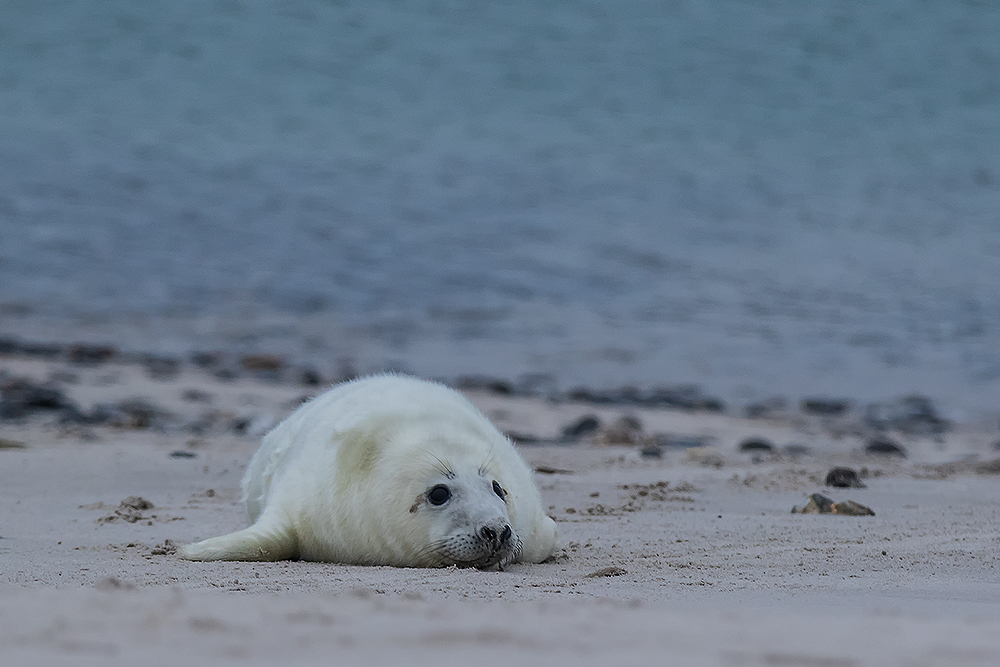 Robbenbaby Foto & Bild | natur, tiere, wildlife Bilder auf fotocommunity