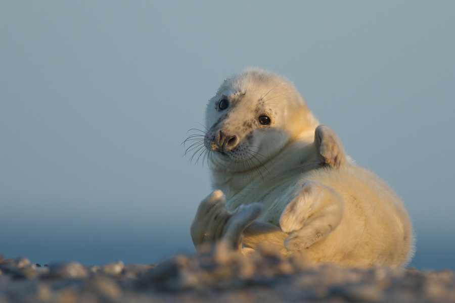 Robbenbaby Foto & Bild | tiere, wildlife, natur Bilder auf fotocommunity