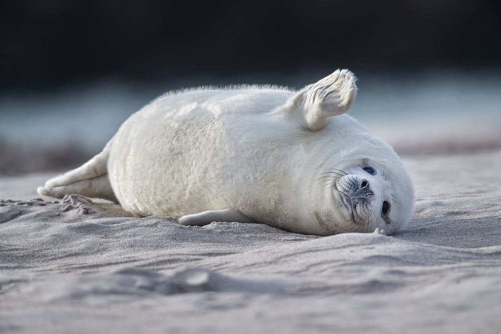 Robbenbaby Foto & Bild | tiere, vogel, see Bilder auf fotocommunity