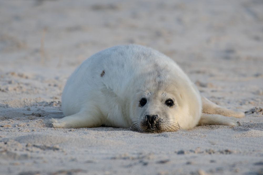 Robbenbaby auf der Düne Foto & Bild | tiere, wildlife, säugetiere ...