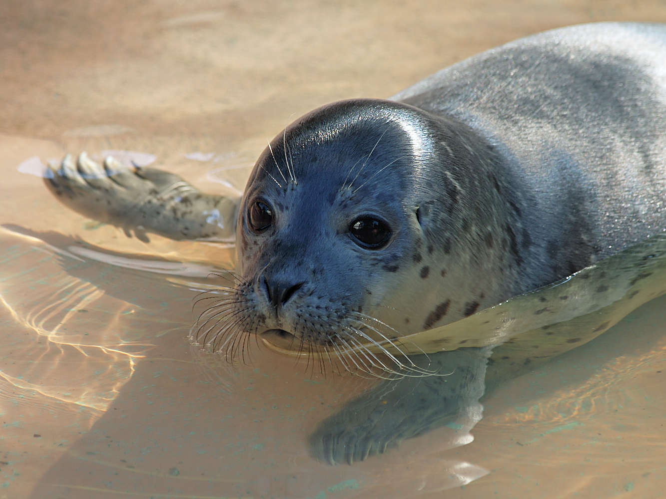 Robbenbaby... Foto & Bild | natur, zoo, tiere Bilder auf fotocommunity