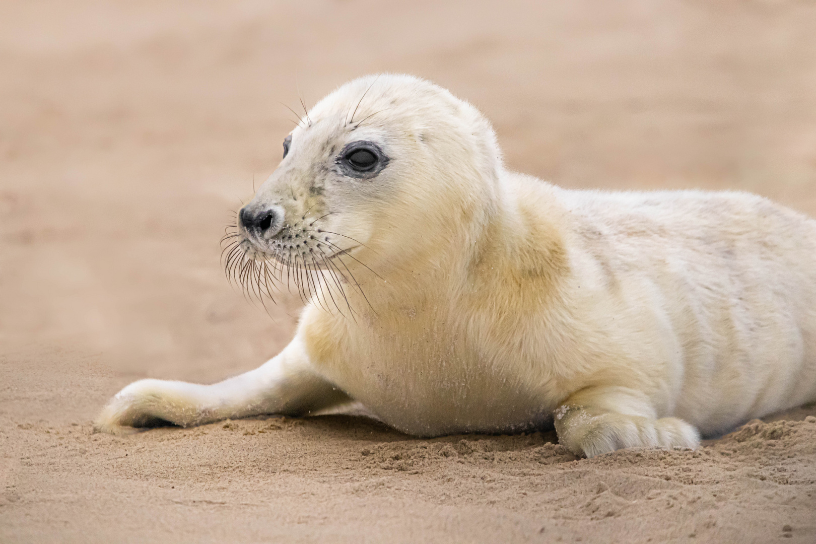 Robbenbaby-Portrait Foto & Bild | world, winter, sand Bilder auf ...