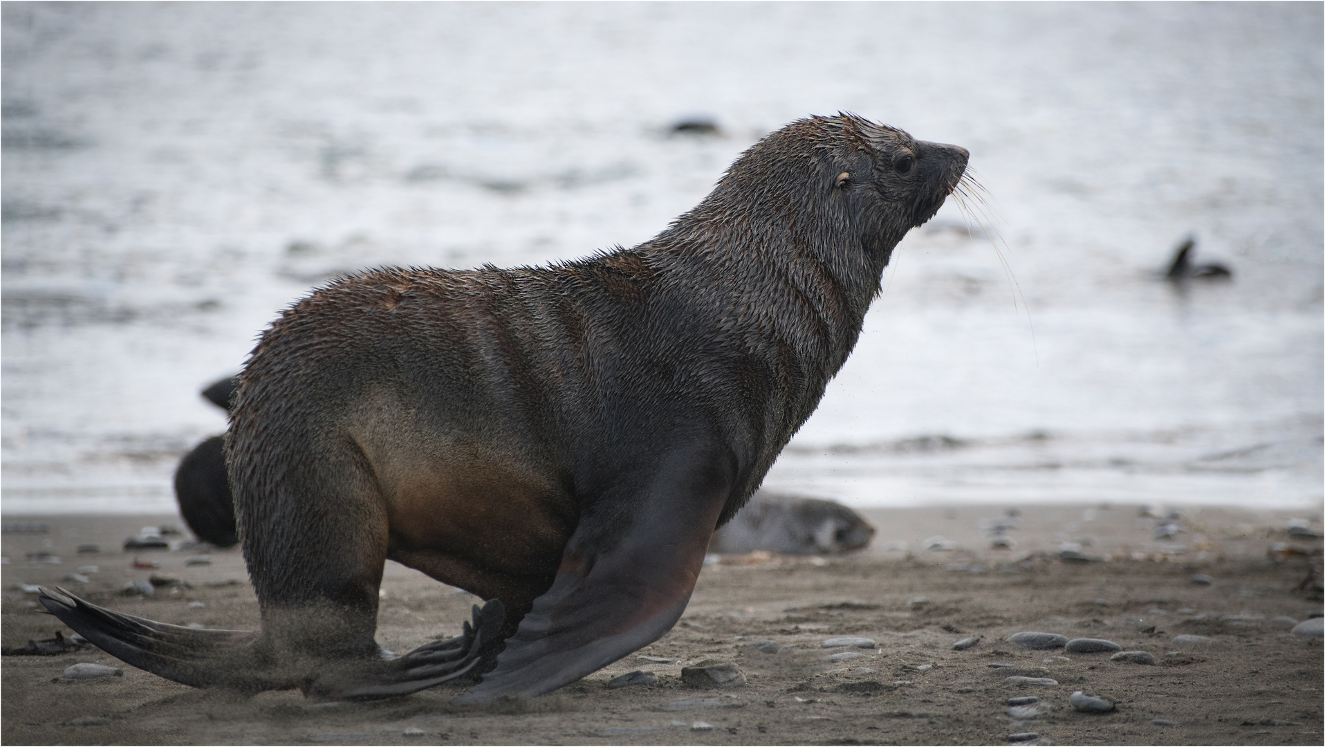 Robbie Renn-Robbe Foto & Bild | tiere, wildlife, säugetiere Bilder auf ...
