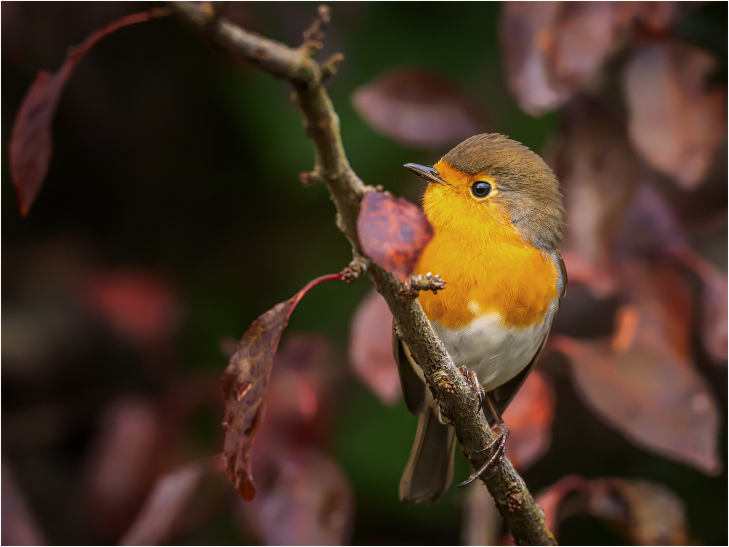 Robin Foto & Bild | tiere, wildlife, wild lebende vögel Bilder auf ...