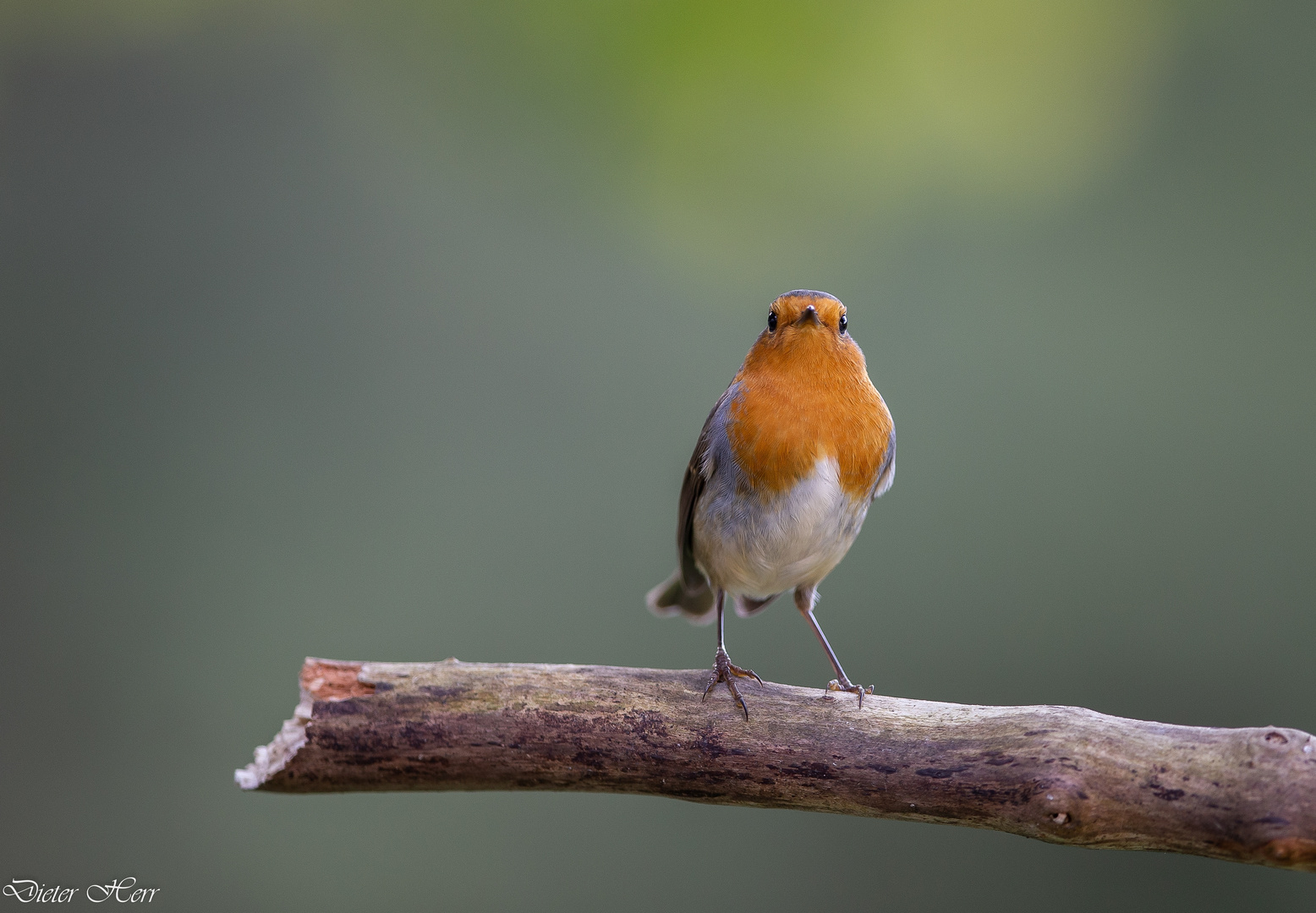 Robin... Foto & Bild | natur, tiere, wildlife Bilder auf fotocommunity
