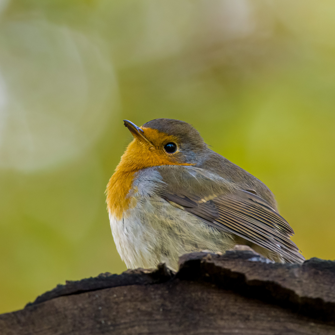 Robin Foto & Bild | tiere, wildlife, wild lebende vögel Bilder auf ...