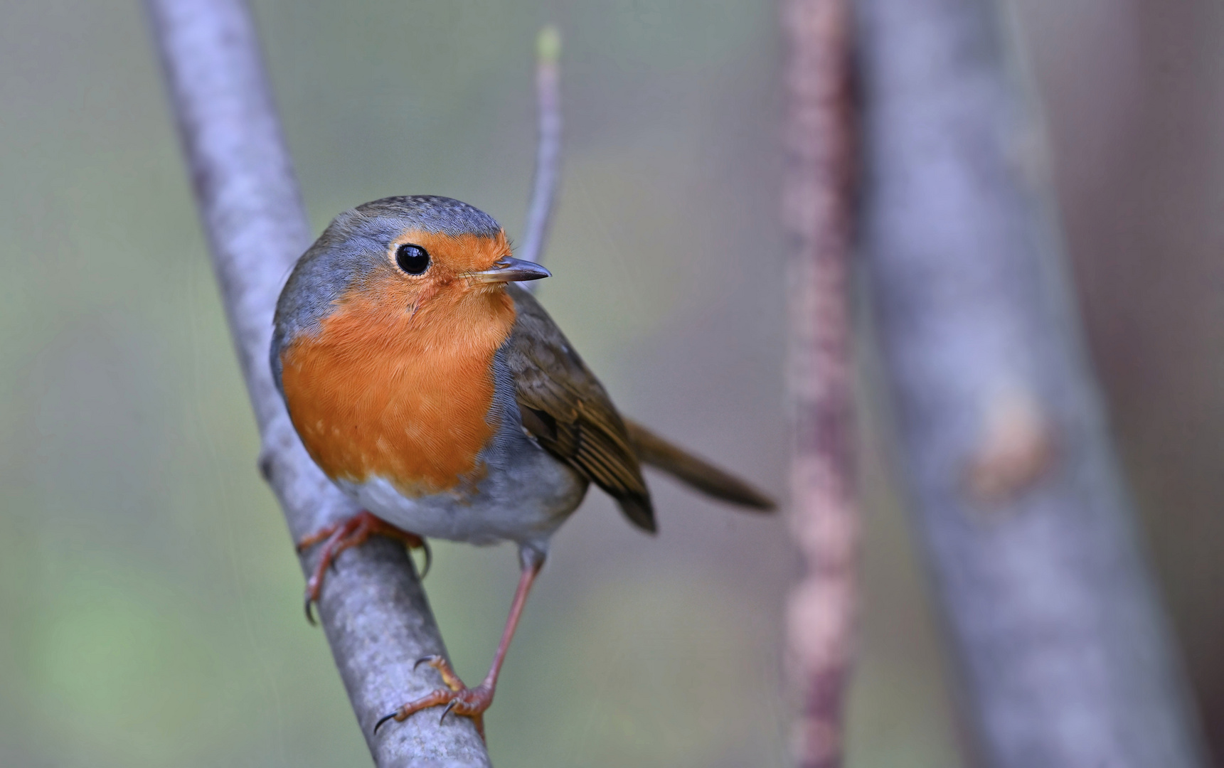 Robin... Foto & Bild | tiere, wildlife, wild lebende vögel Bilder auf ...
