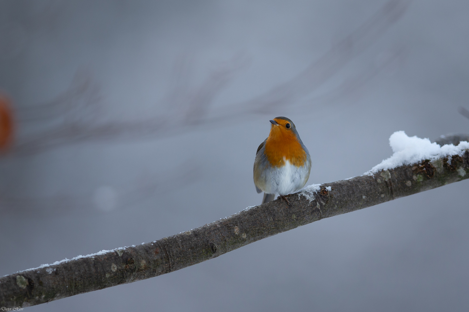 Robin.. Foto & Bild | winter, natur, tiere Bilder auf fotocommunity