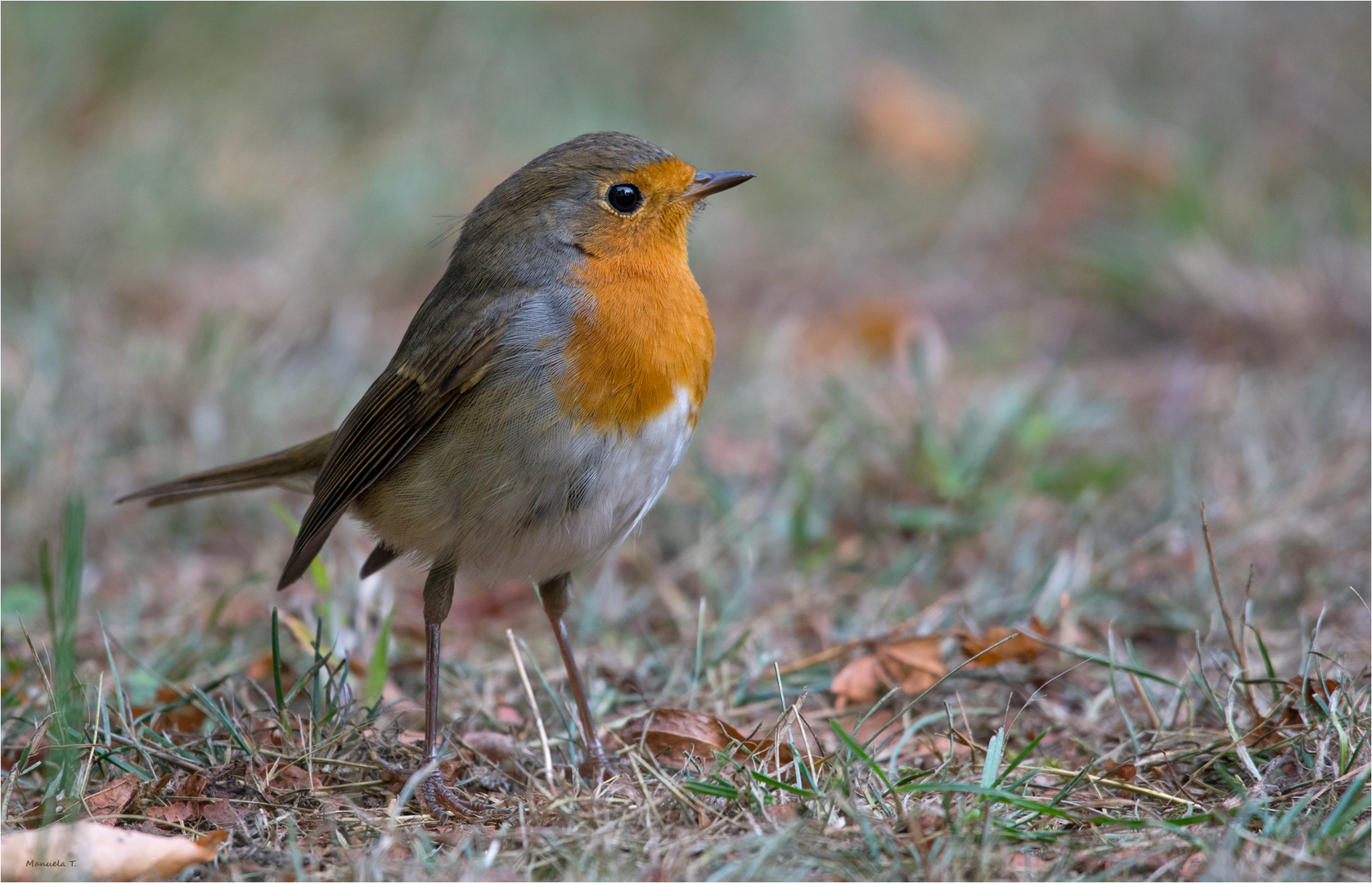 Robin photo & image | animals, wildlife, birds images at photo community Robin photo & image | animals, wildlife, birds images at photo community
