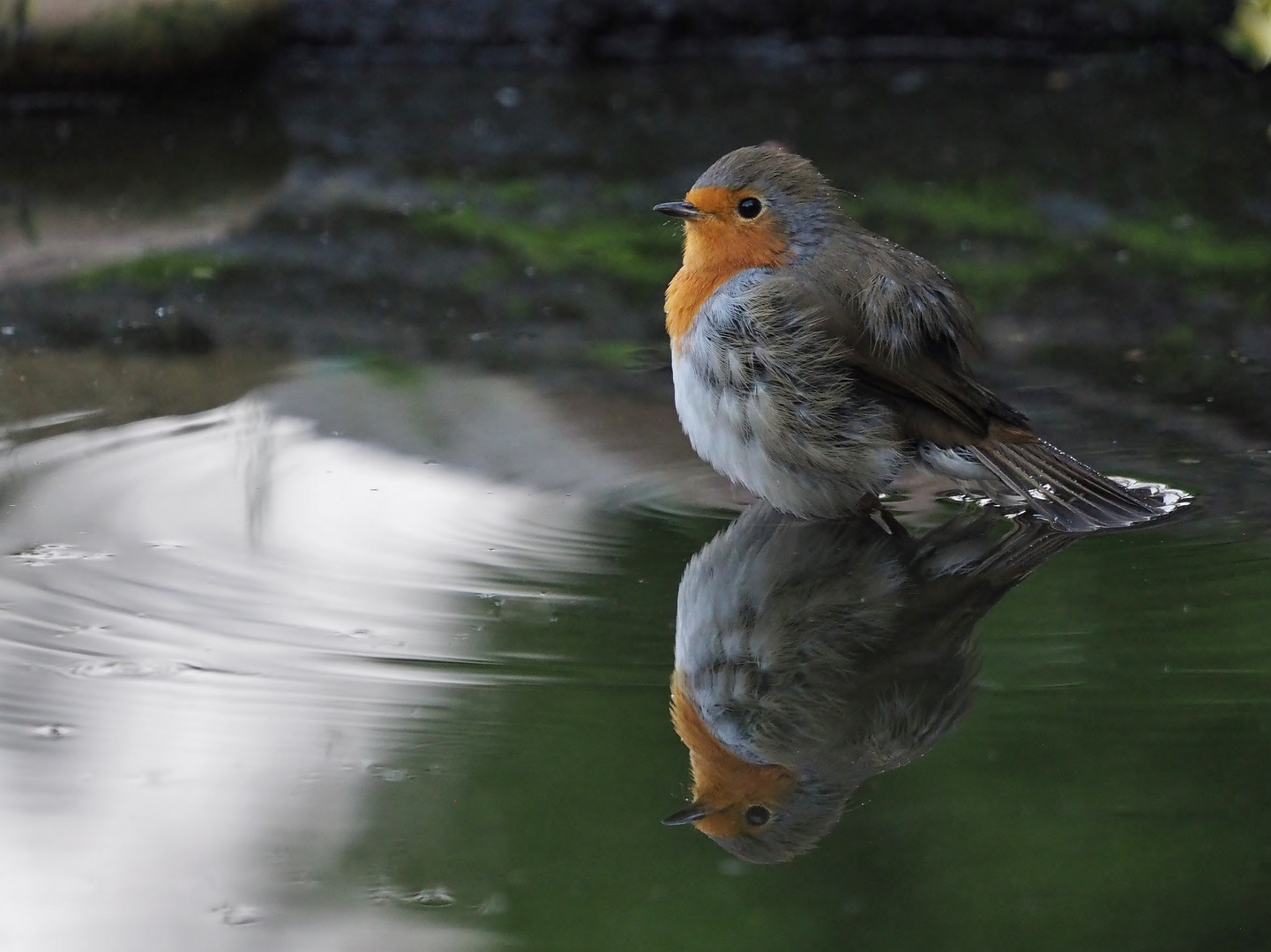 Robin Foto & Bild | tiere, wildlife, wild lebende vögel Bilder auf ...