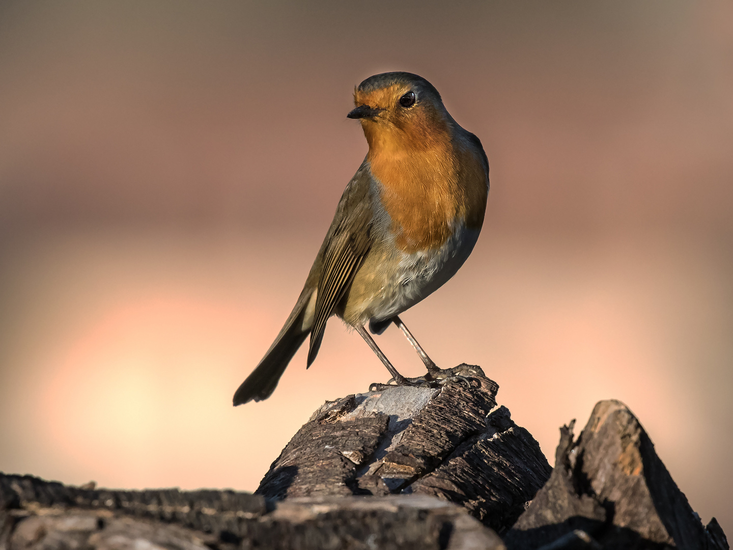 Robin Foto % Immagini| animali, natura, wildlife Foto su fotocommunity
