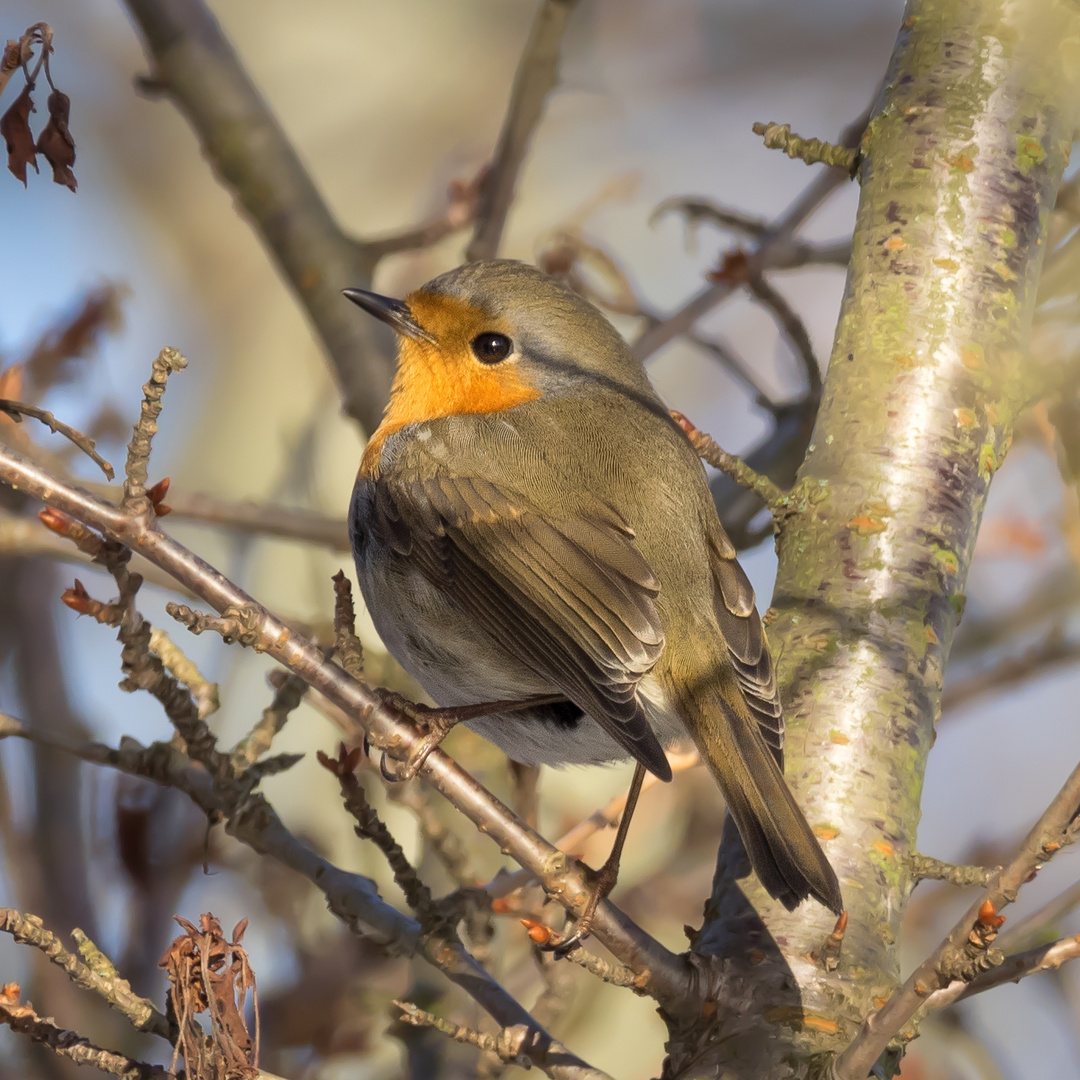 robin Foto & Bild | tiere, wildlife, wild lebende vögel Bilder auf ...