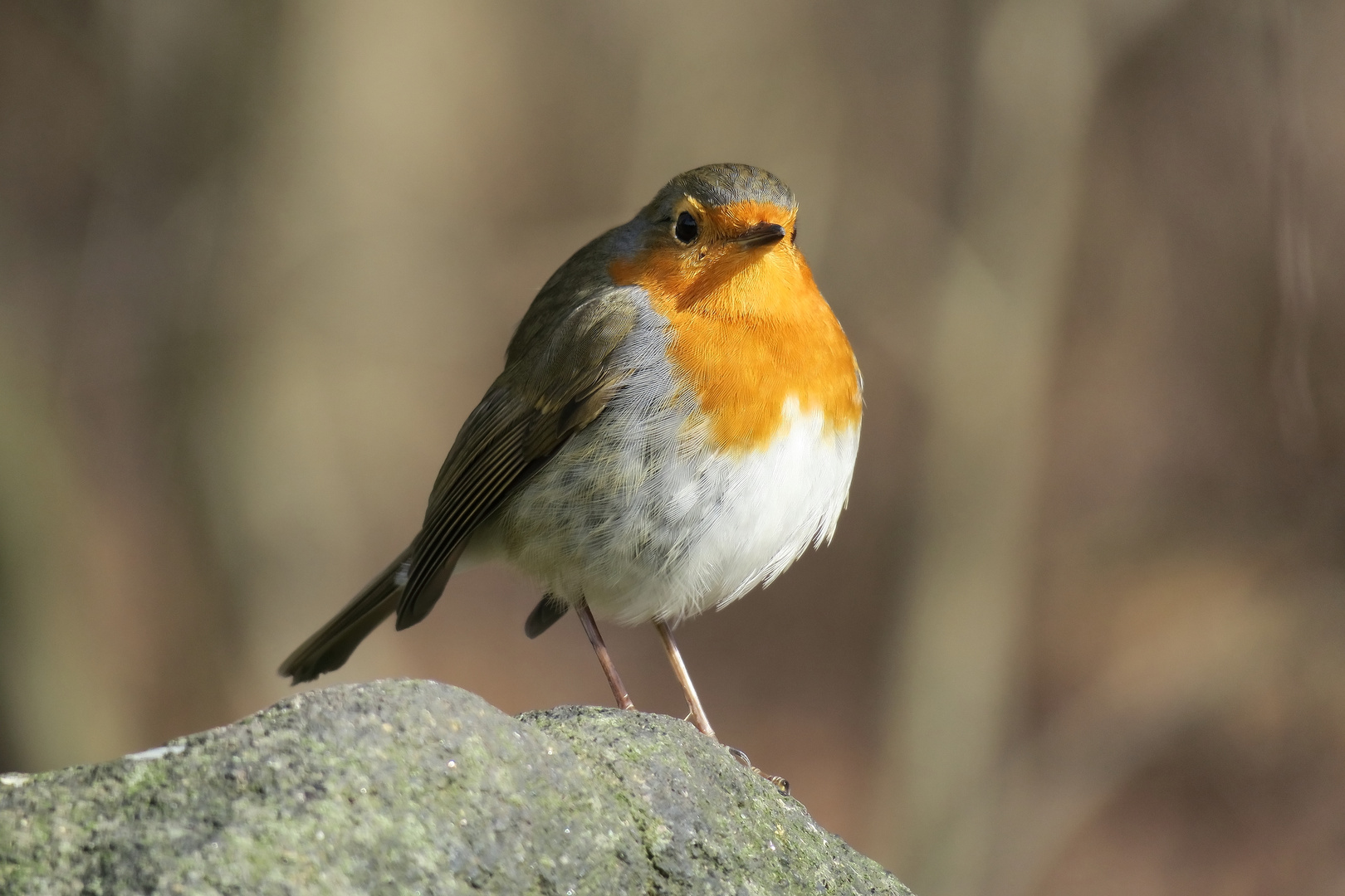 Robin Foto & Bild | tiere, wildlife, wild lebende vögel Bilder auf ...