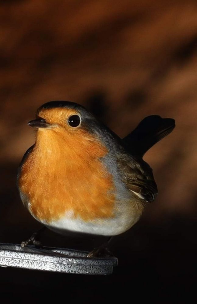 Robin Foto & Bild | tiere, wildlife, wild lebende vögel Bilder auf ...