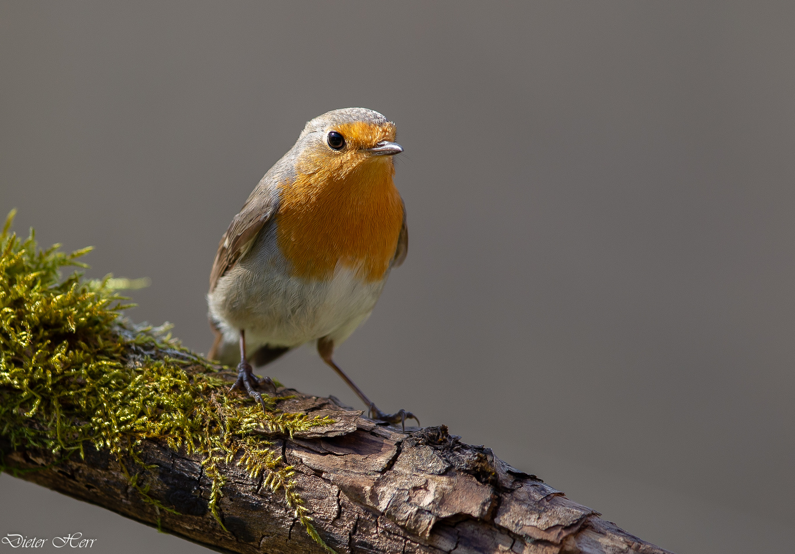 Robin.... Foto & Bild | natur, tiere, wildlife Bilder auf fotocommunity