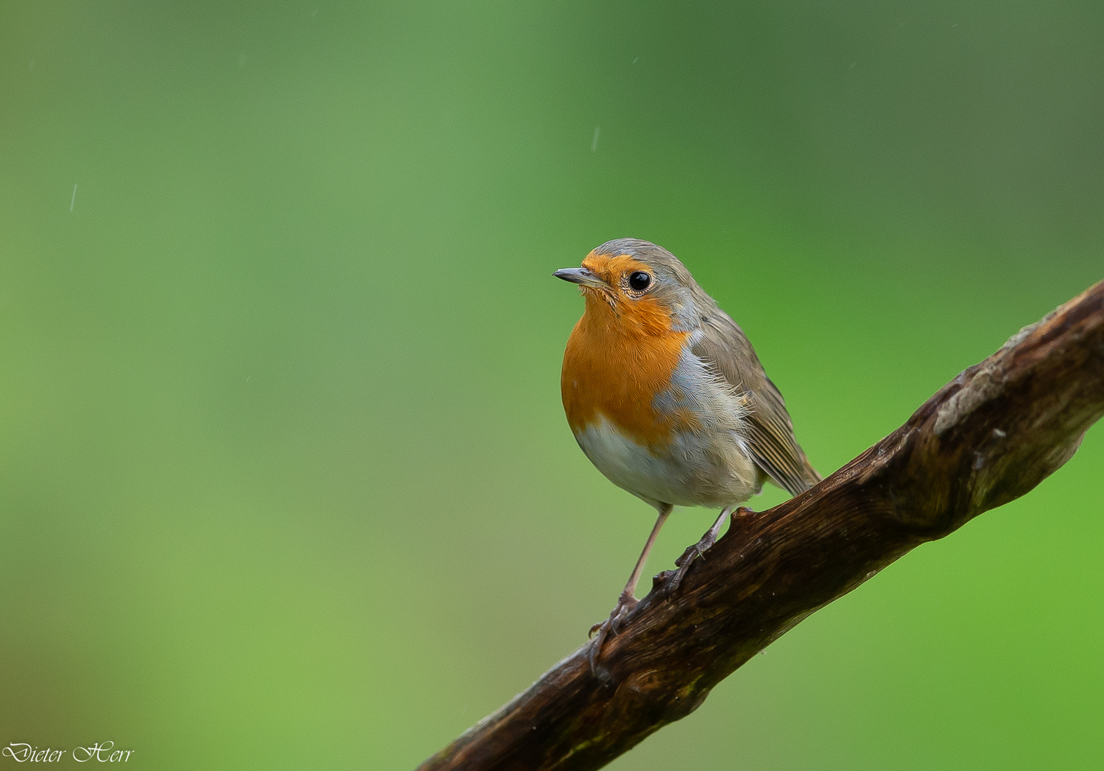 Robin.. Foto & Bild | natur, tiere, wildlife Bilder auf fotocommunity