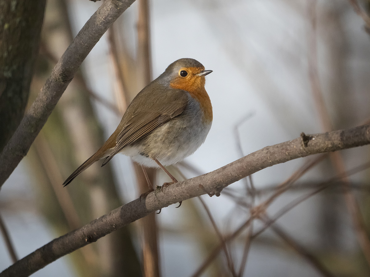 Robin Foto & Bild | tiere, wildlife, wild lebende vögel Bilder auf ...