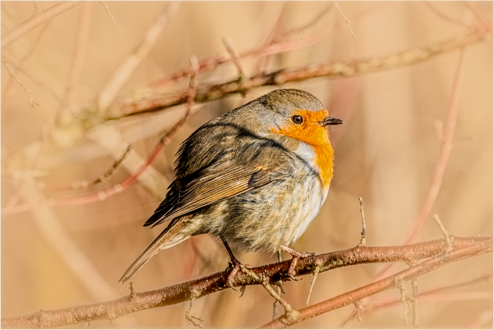Robin Foto & Bild | tiere, wildlife, wild lebende vögel Bilder auf ...