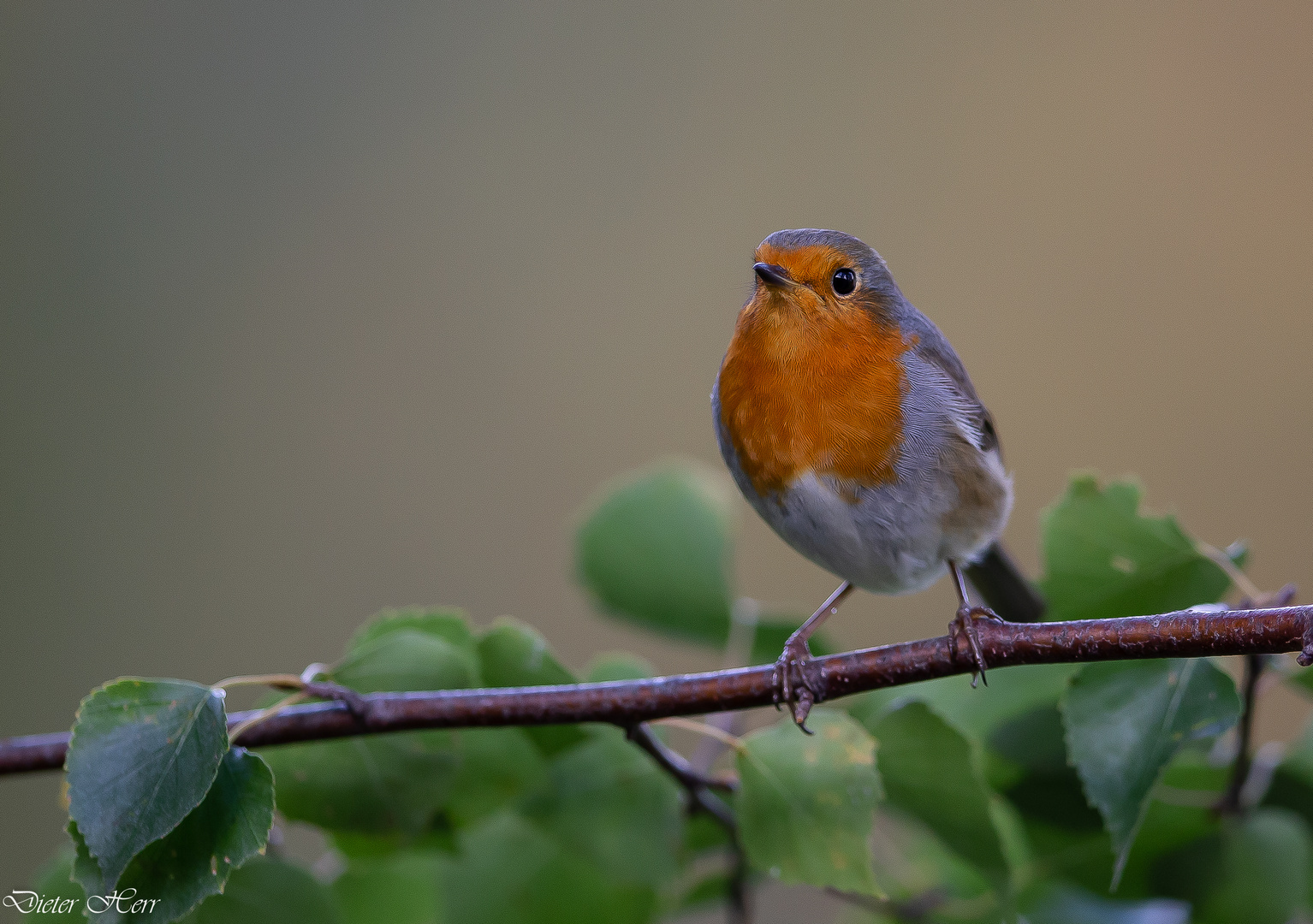 Robin... Foto & Bild | natur, tiere, wildlife Bilder auf fotocommunity