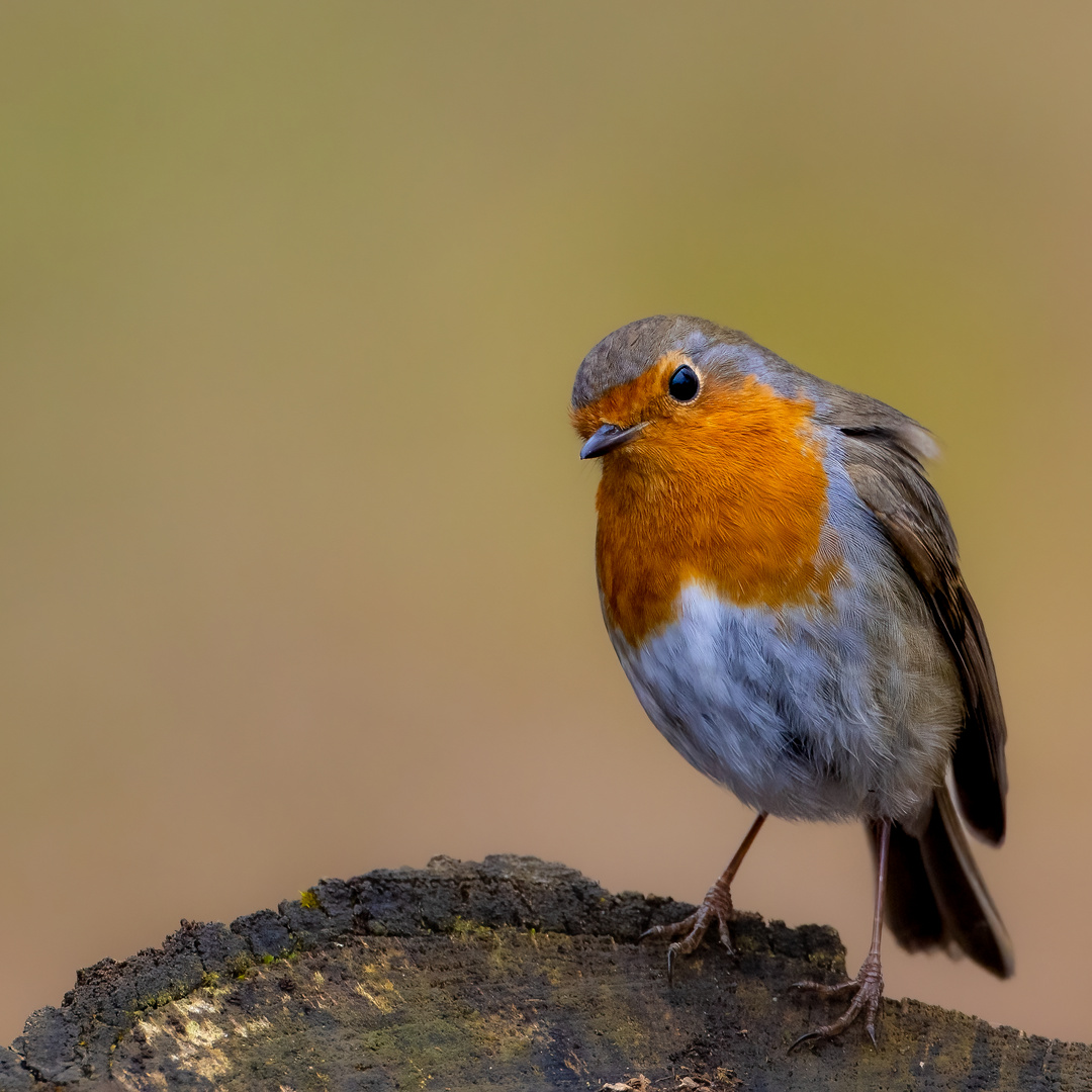 Robin Foto & Bild | tiere, wildlife, wildlife in der stadt Bilder auf ...