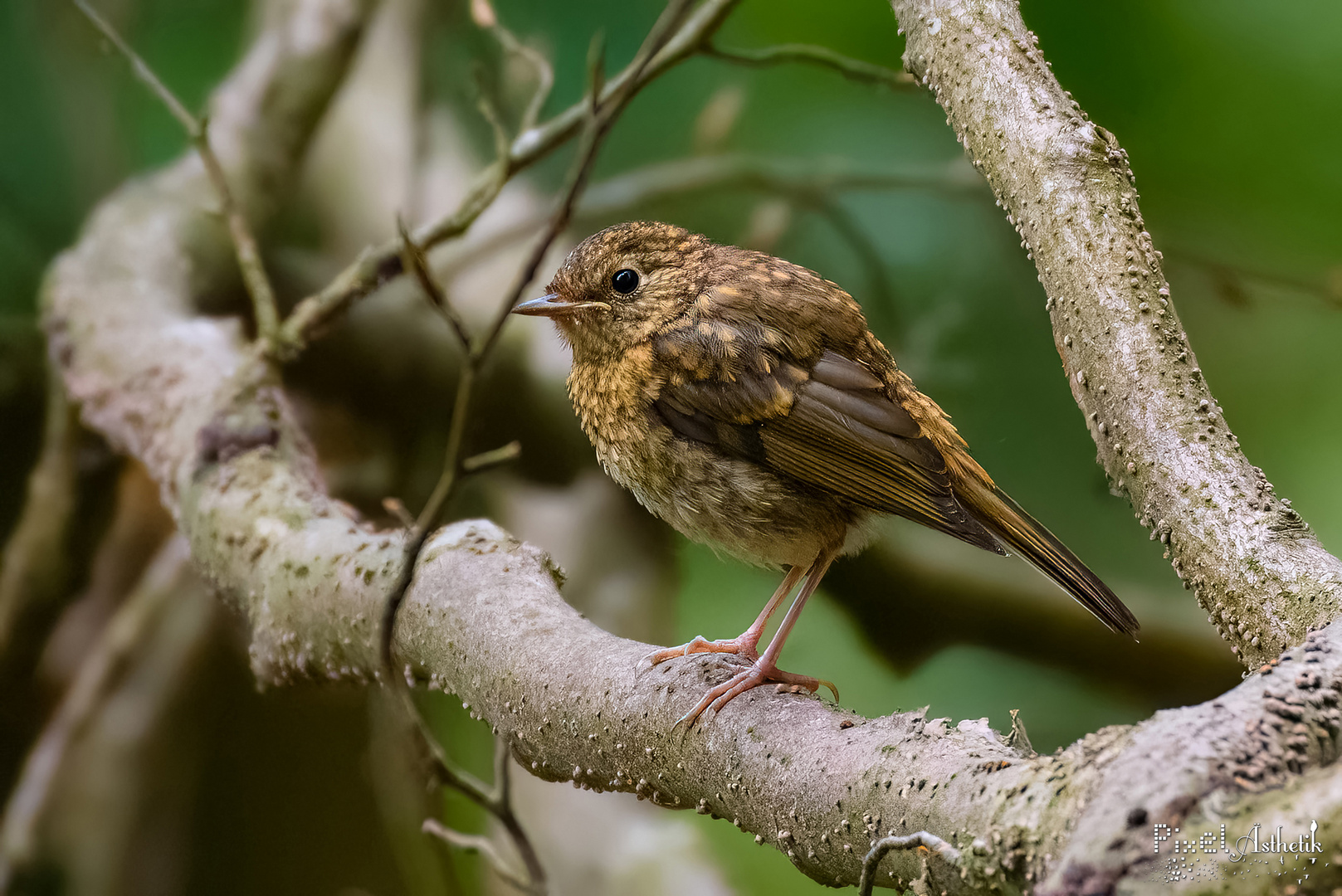 Robin Junior Foto & Bild | tiere, wildlife, wild lebende vögel Bilder ...