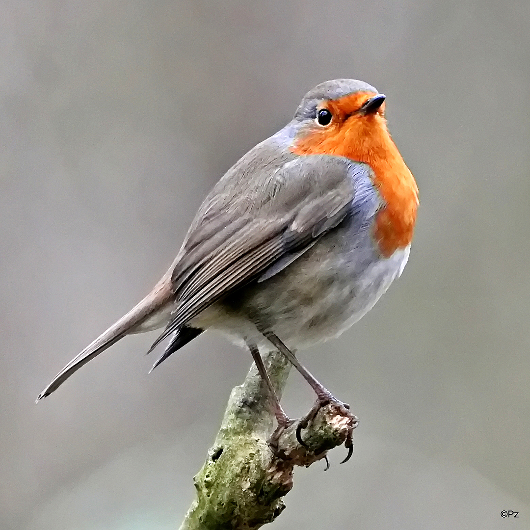 Robin - Pose ... Foto & Bild | tiere, wildlife, wild lebende vögel ...