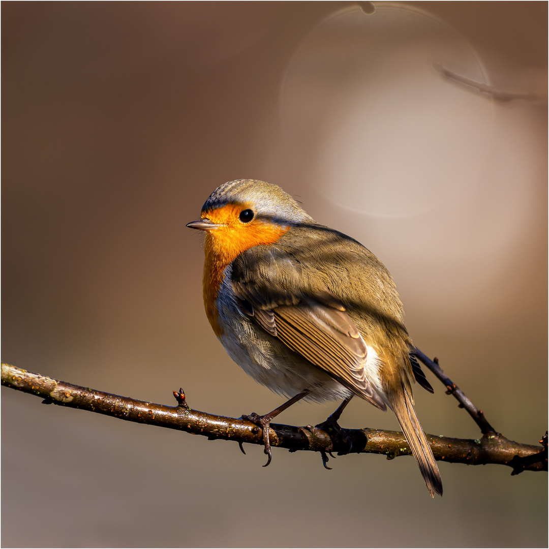 Robin Redbreast Foto & Bild | tiere, wildlife, wild lebende vögel ...